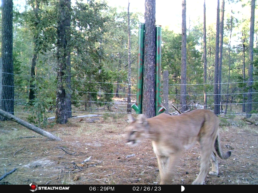 Mountain Lion from Pueblo Nuevo, Dgo., México on February 26, 2023 at ...