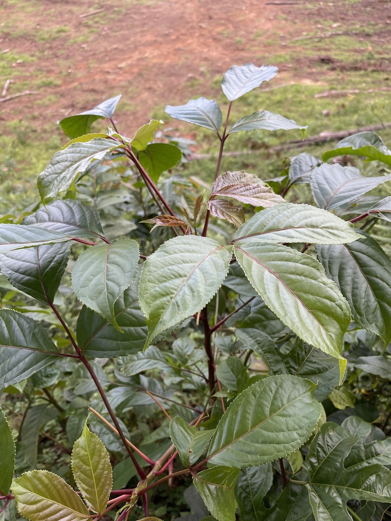 dicots from Makhado, Louis Trichardt, LP, ZA on March 10, 2023 at 12:28 ...