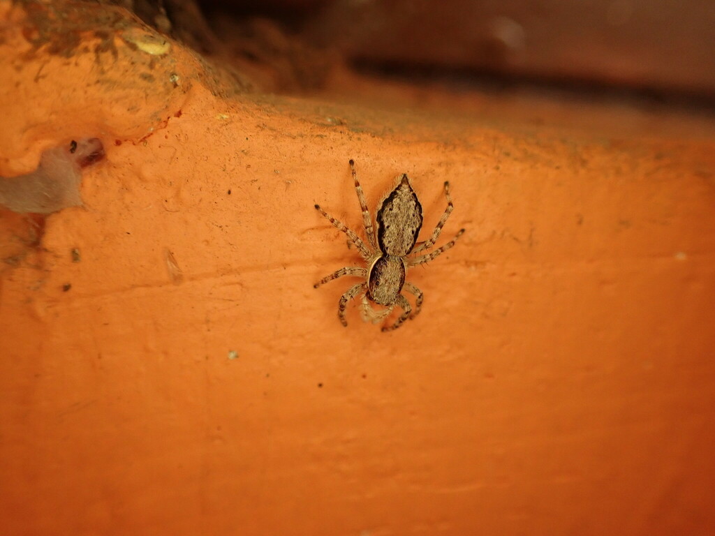 Gray Wall Jumping Spider from Lyantonde, Uganda on February 18, 2023 at ...