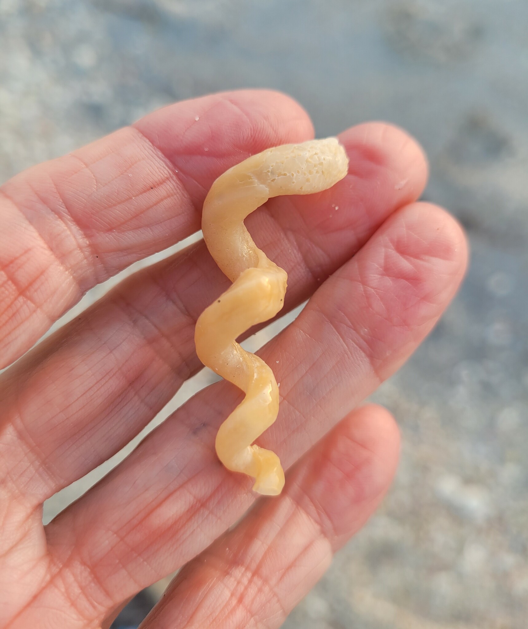 Vermicularia knorrii (Deshayes, 1843)