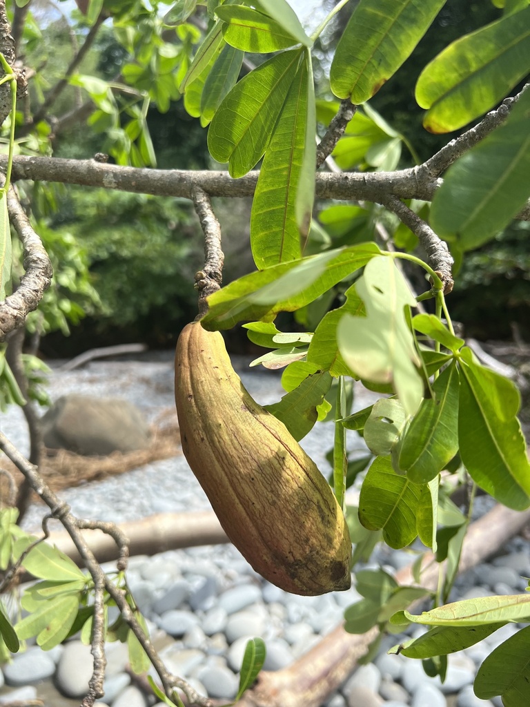 Pachira sessilis in March 2023 by ogockman · iNaturalist