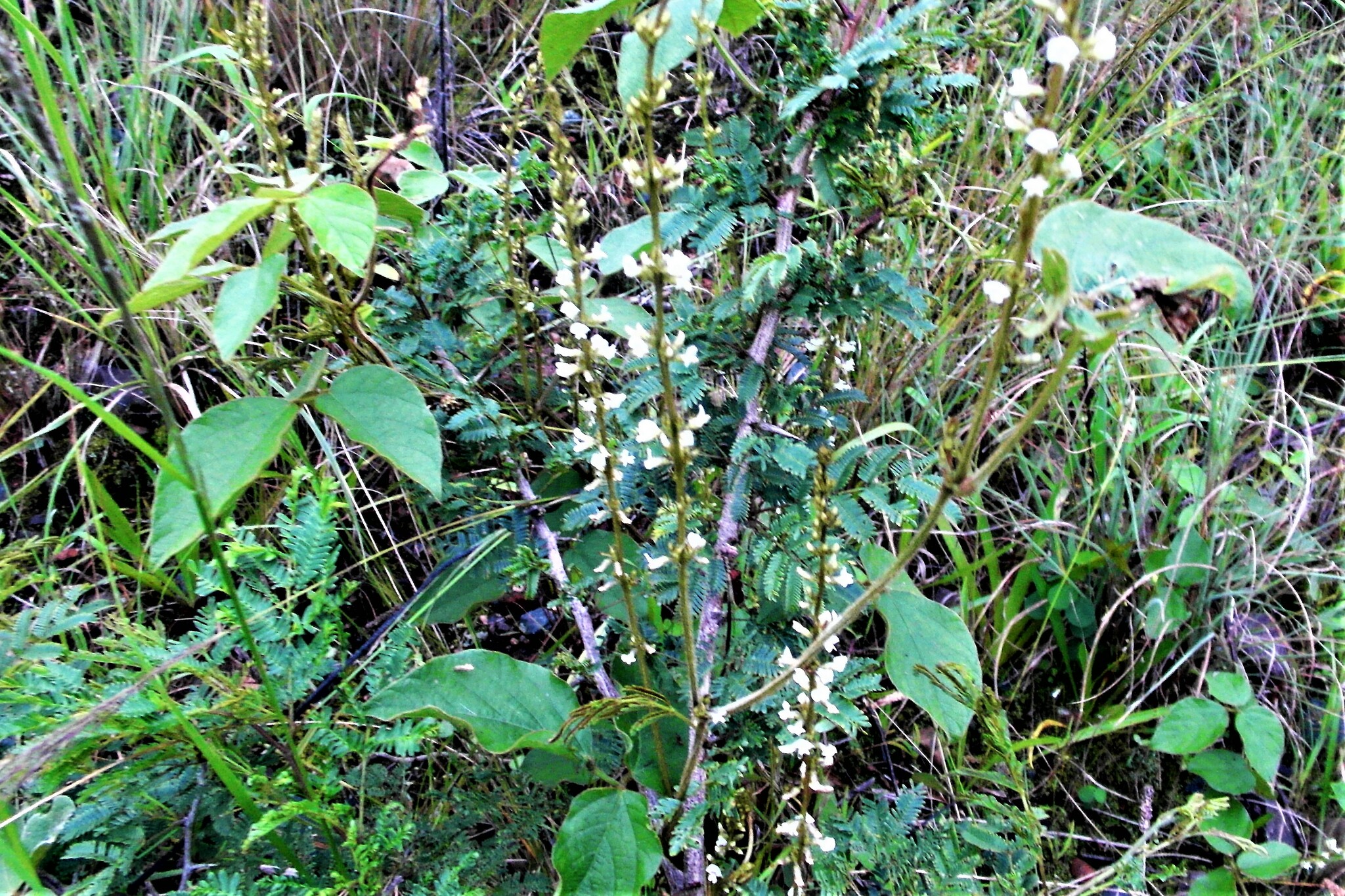 Neonotonia J.A.Lackey