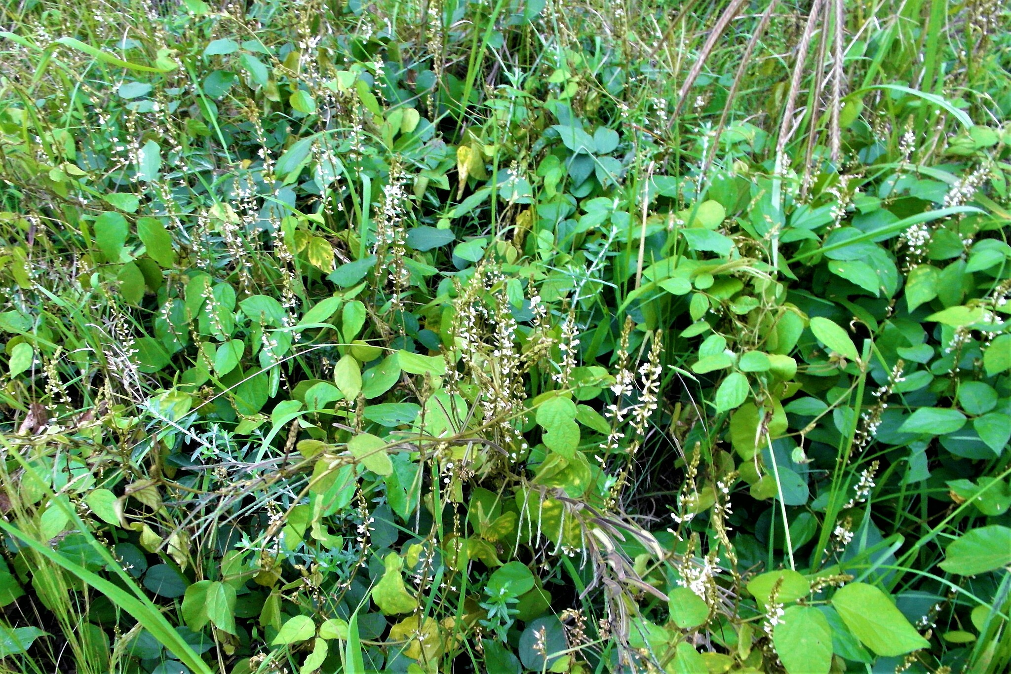 Neonotonia J.A.Lackey