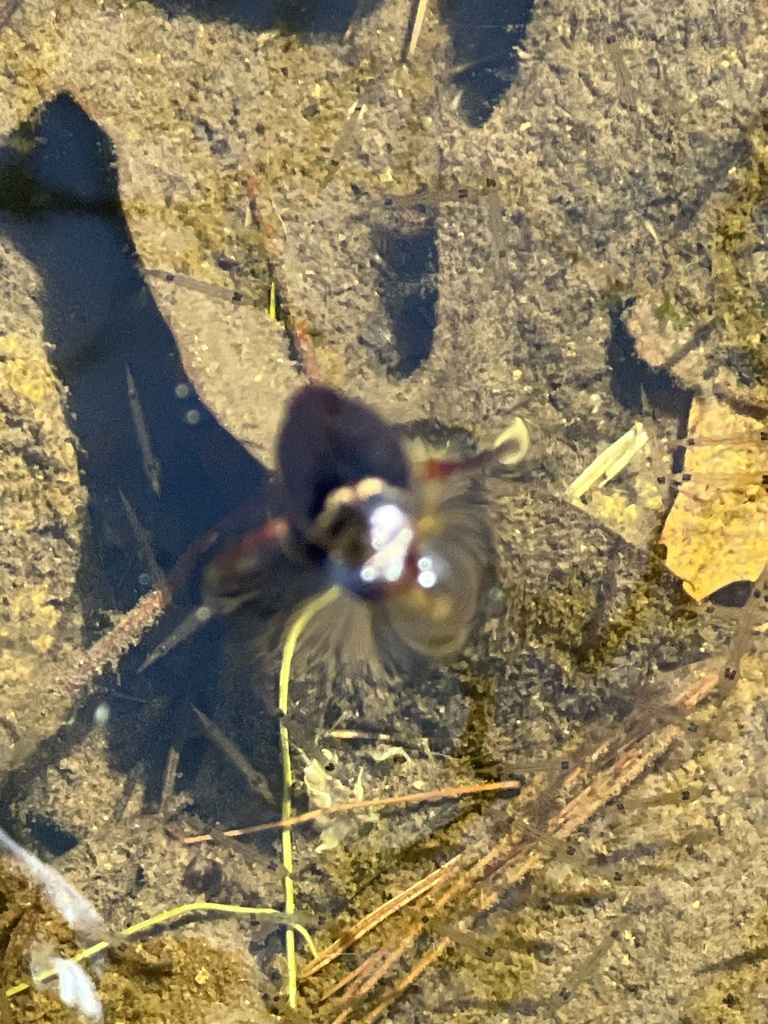 Small Flat Diving Beetles from Cohasset, MA, US on March 10, 2023 at 11 ...