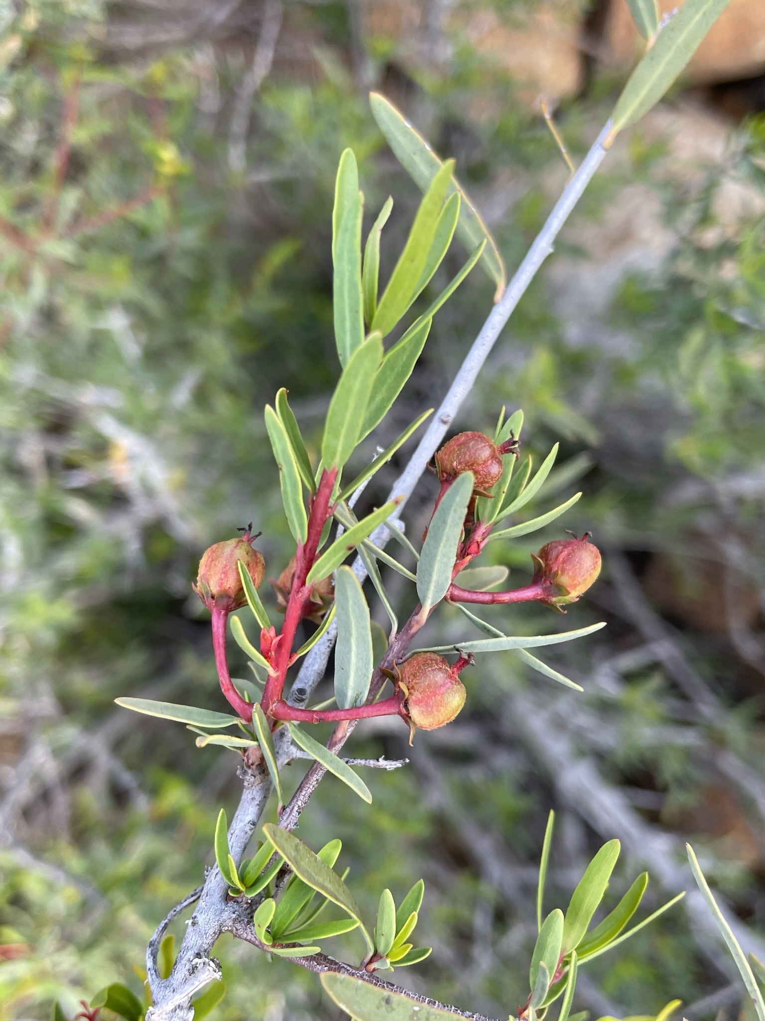 Tetracoccus dioicus Parry