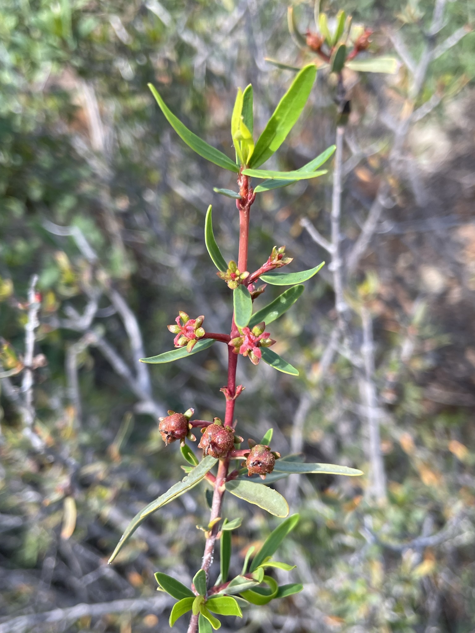 Tetracoccus dioicus Parry