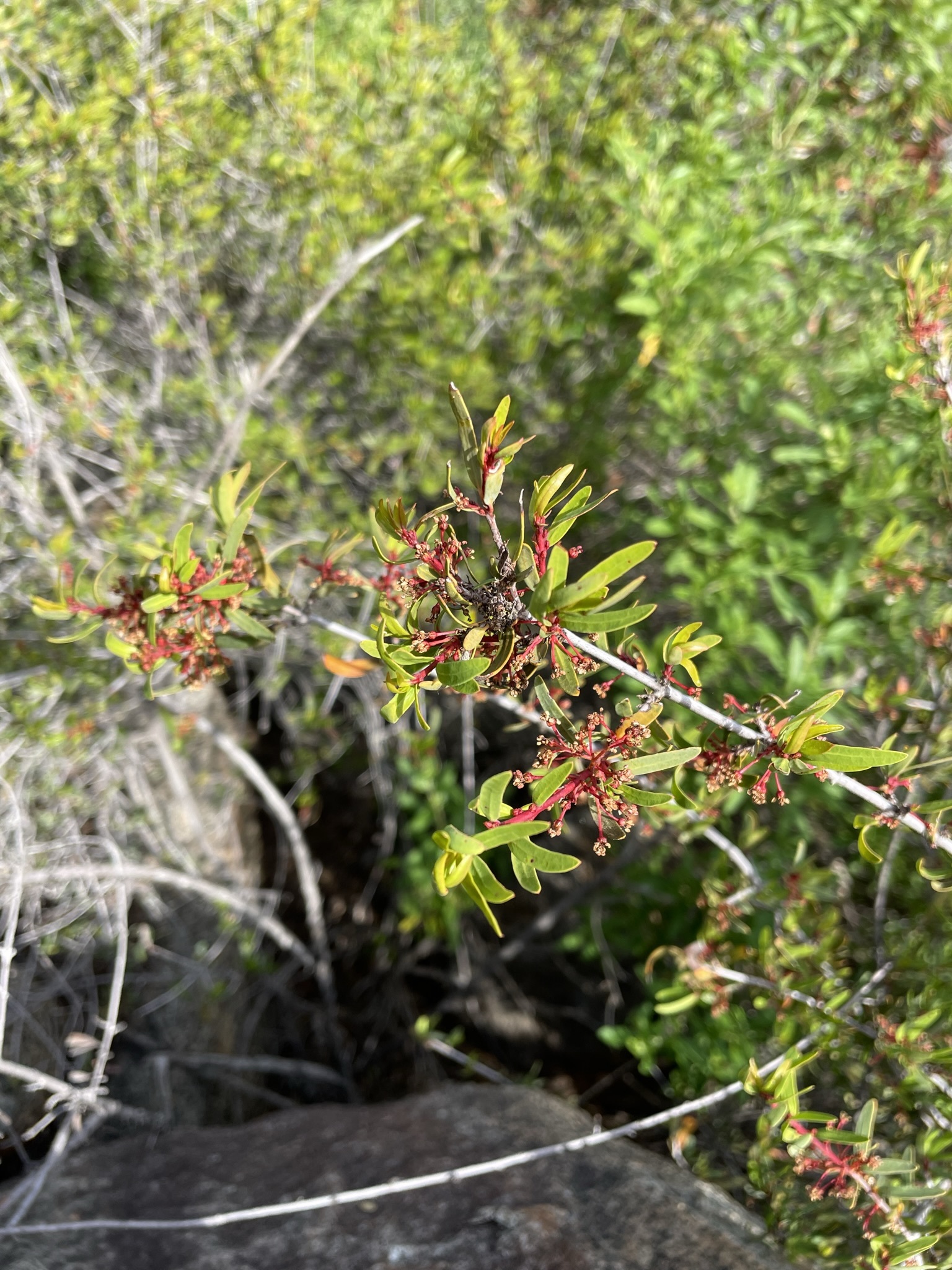 Tetracoccus dioicus Parry