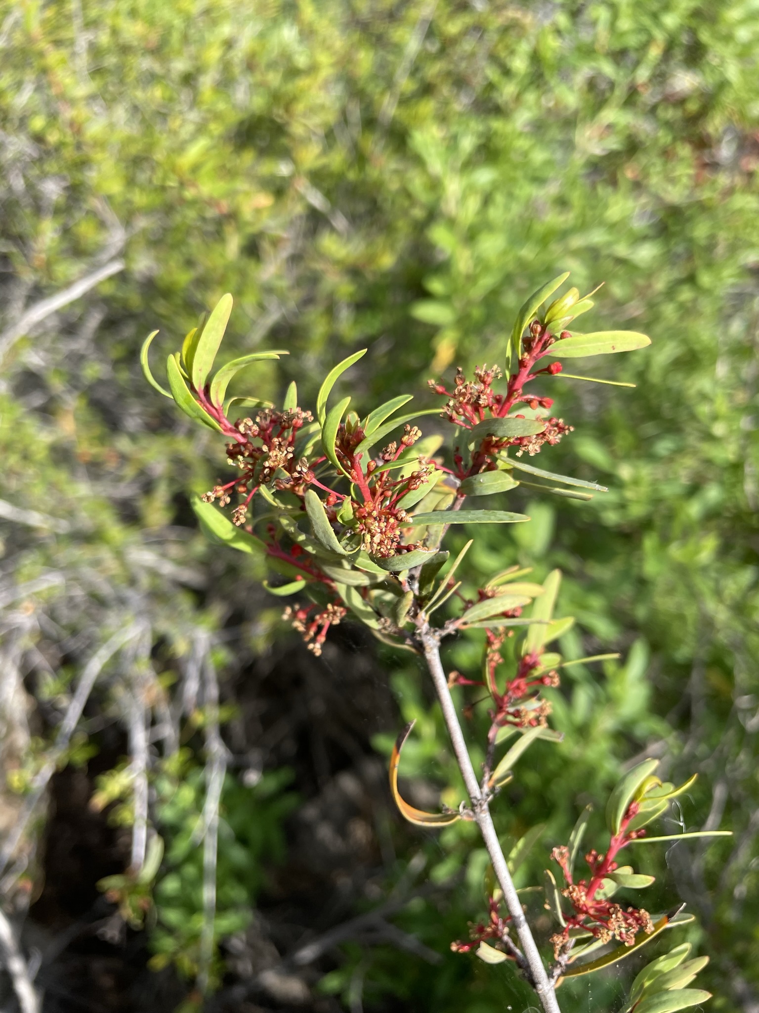 Tetracoccus dioicus Parry