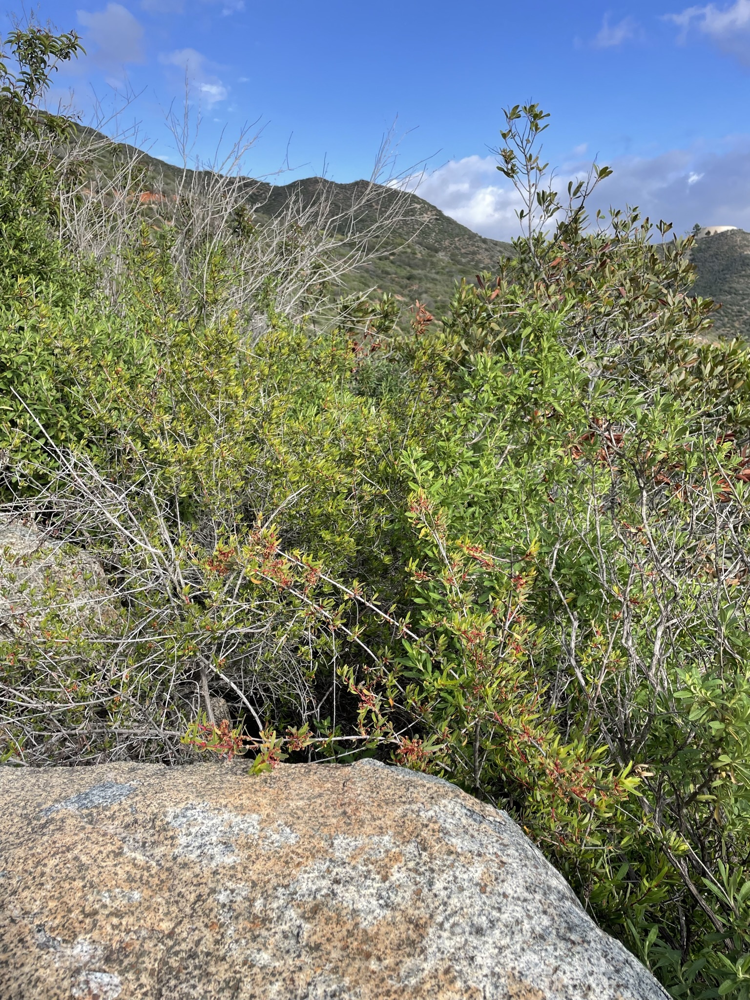 Tetracoccus dioicus Parry