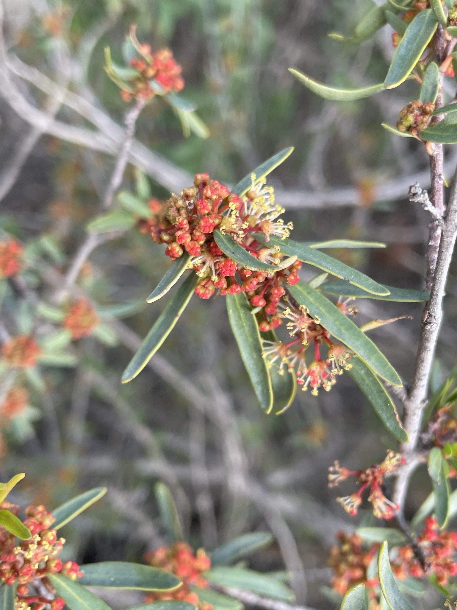 Tetracoccus dioicus Parry