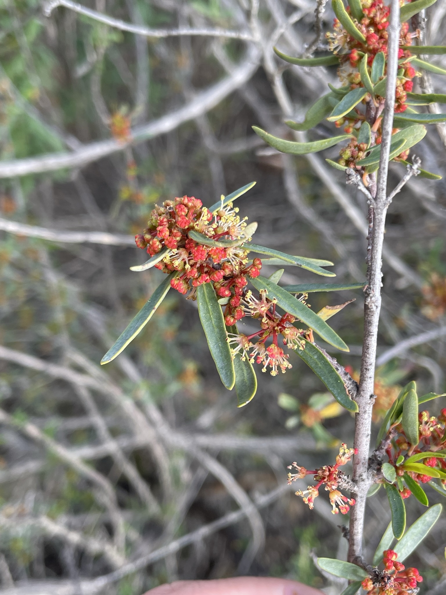 Tetracoccus dioicus Parry