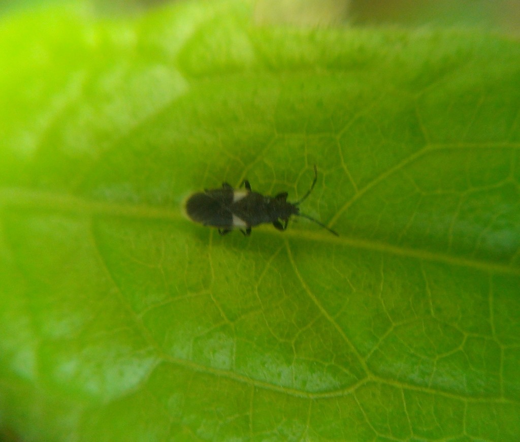 Oxycarenus pubescens in June 2015 by Benjamin Maples. Bug. · iNaturalist