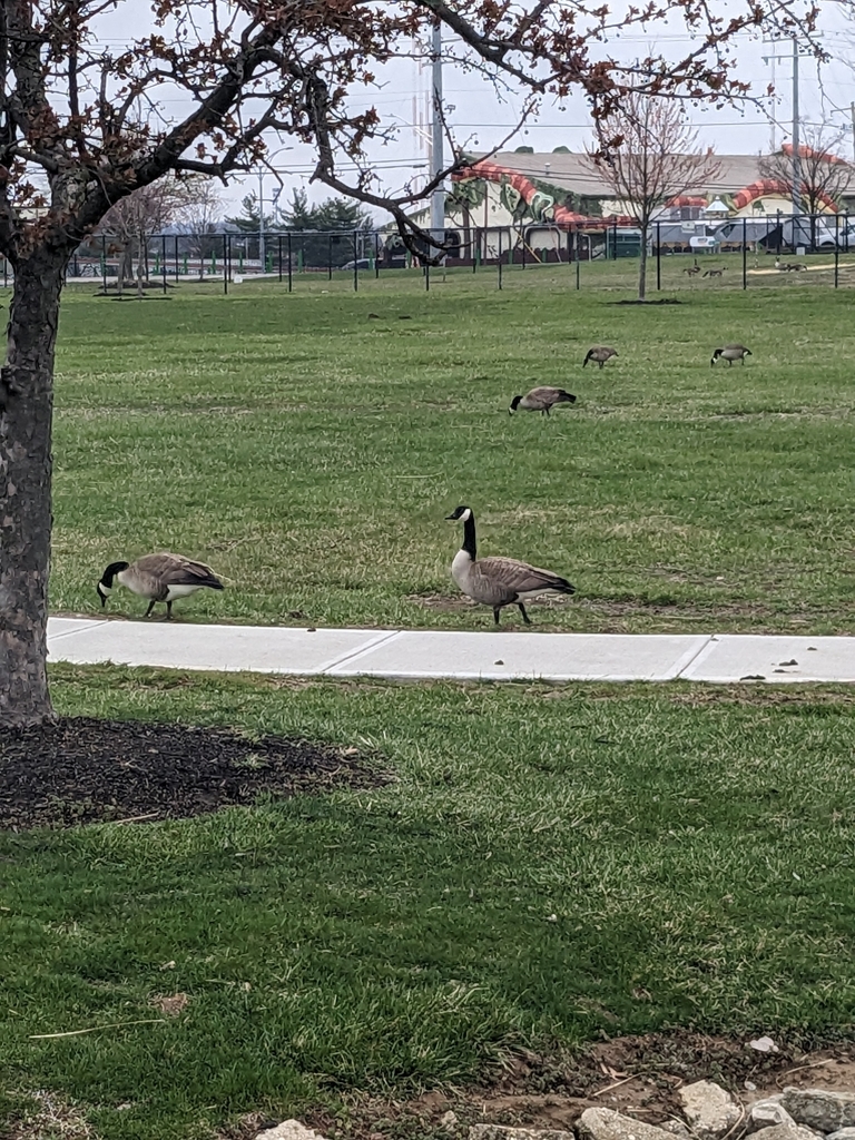 Canada Goose from Fairfield, OH, USA on March 10, 2023 at 12:23 PM by ...