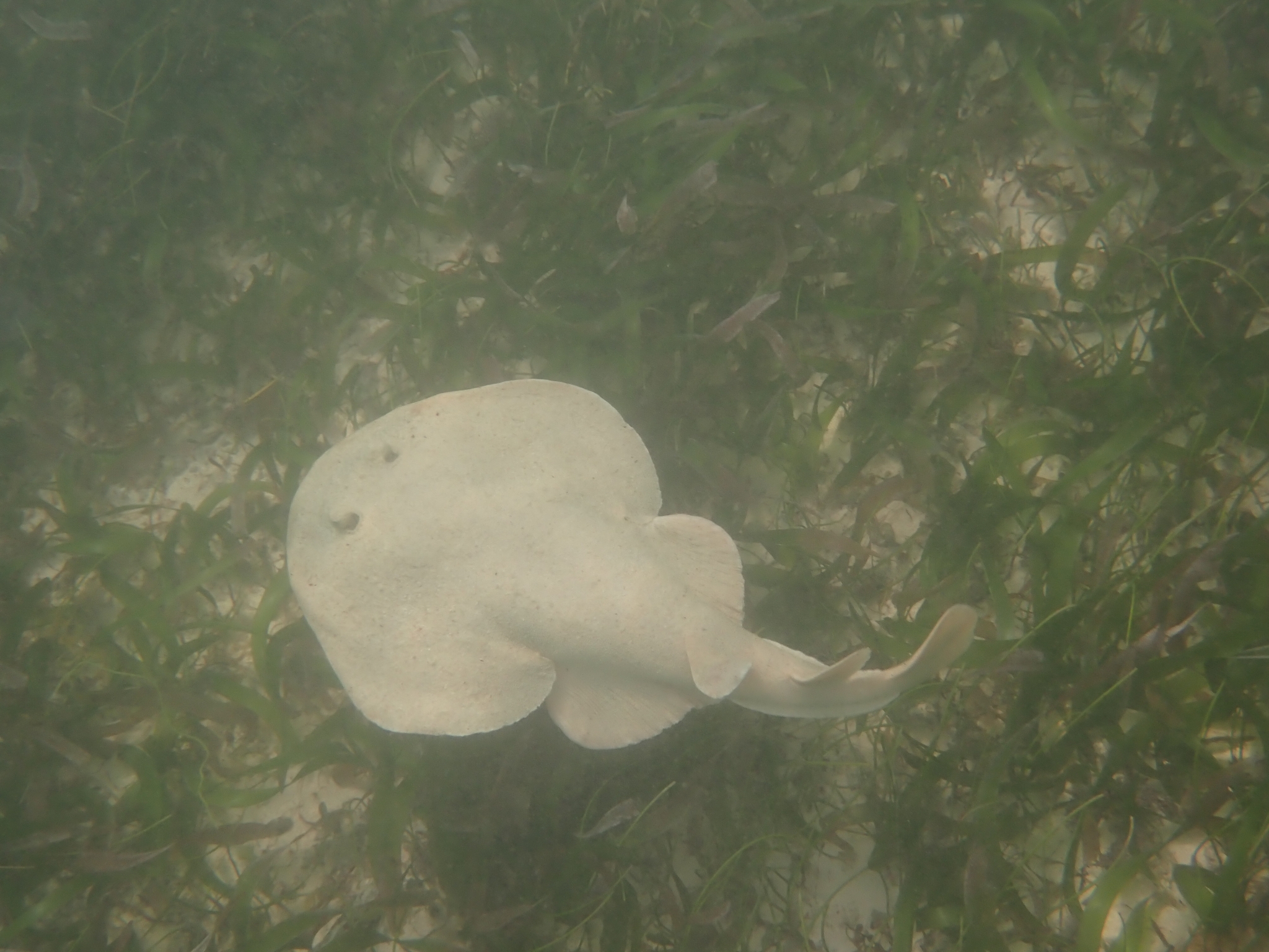 Narcine bancroftii (Griffith & Smith, 1834)