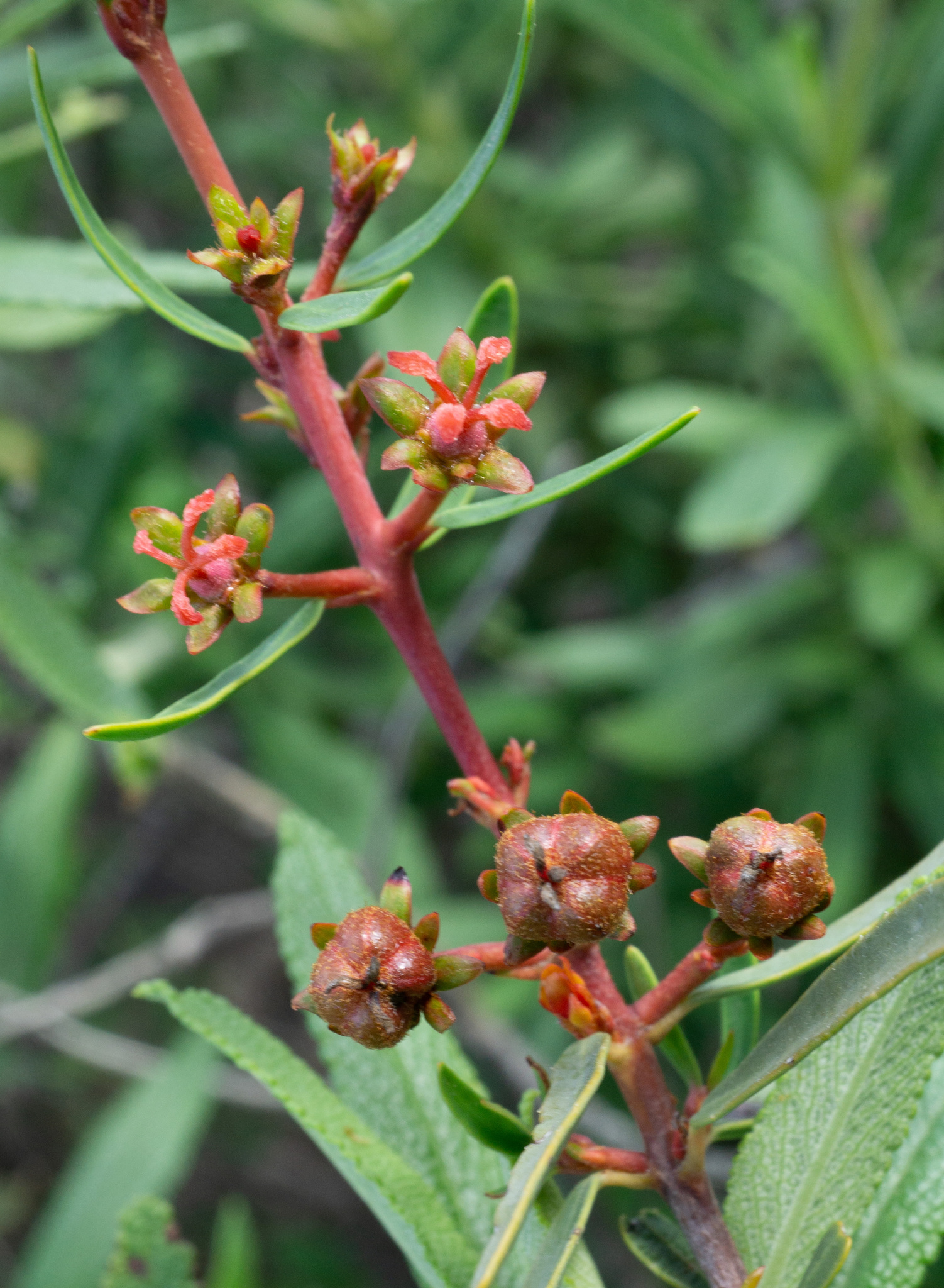 Tetracoccus dioicus Parry