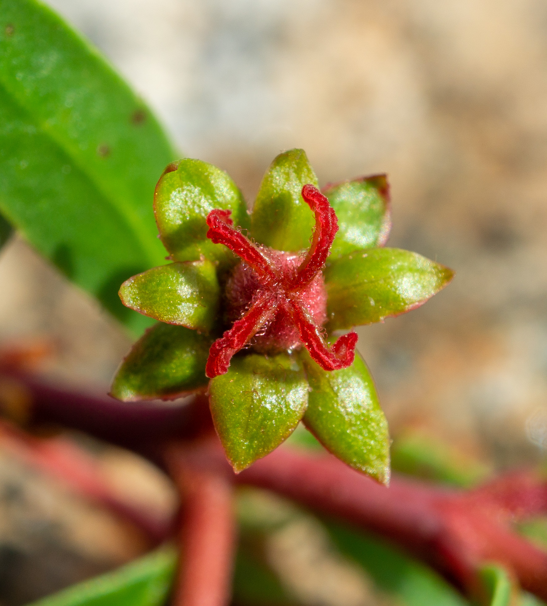 Tetracoccus dioicus Parry