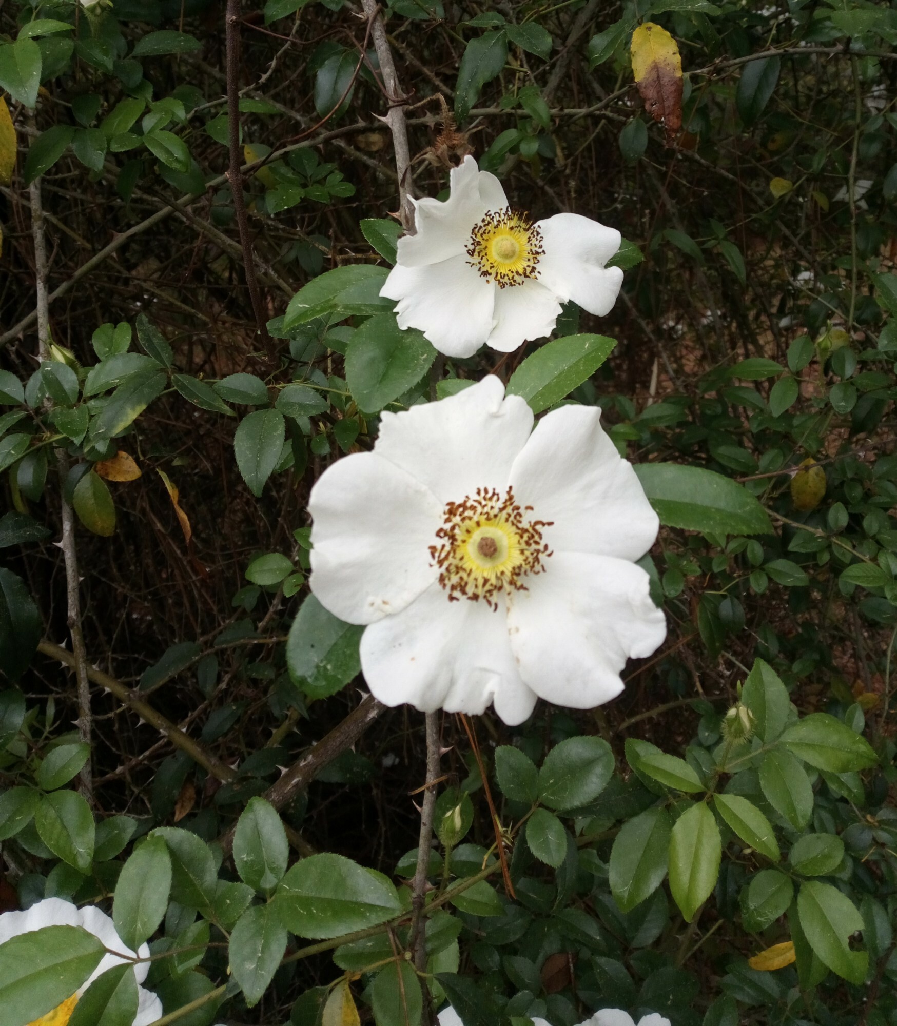 Rosa laevigata Michx.