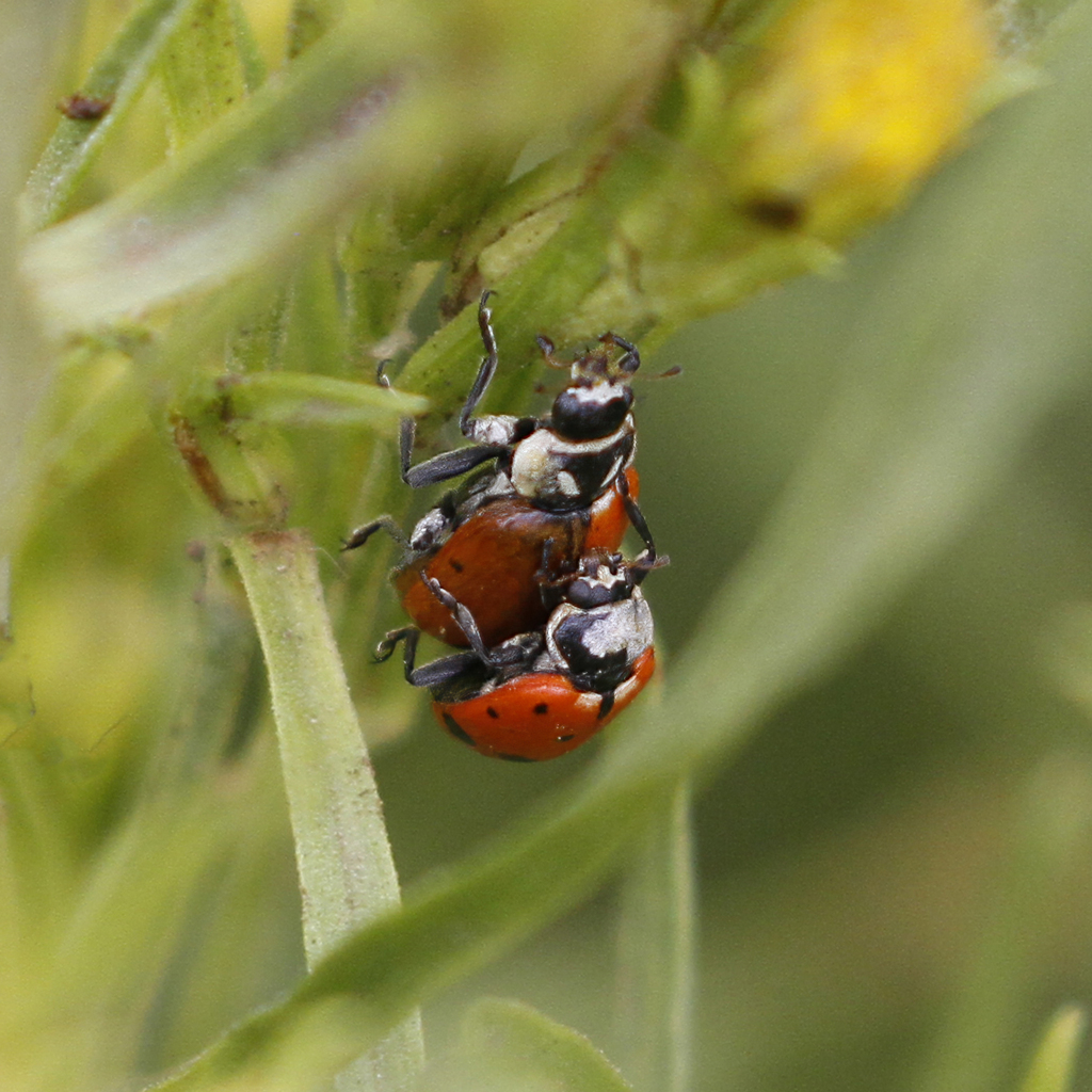 Convergent Lady Beetle from Garfield County, CO, USA on August 23, 2016 ...