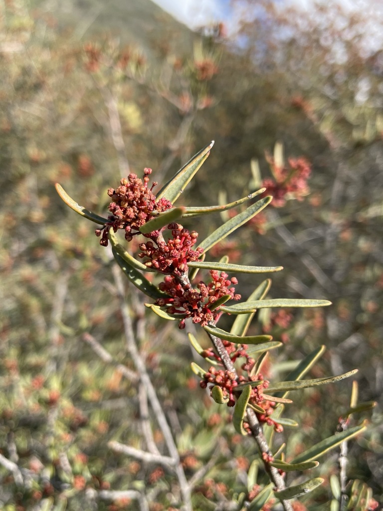 parry's tetracoccus in February 2023 by Matt Berger · iNaturalist