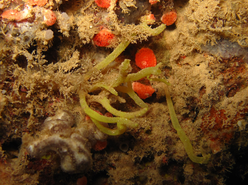 Sycettusa simplex from Passe S, Mayotte on May 8, 2012 at 03:01 PM by ...