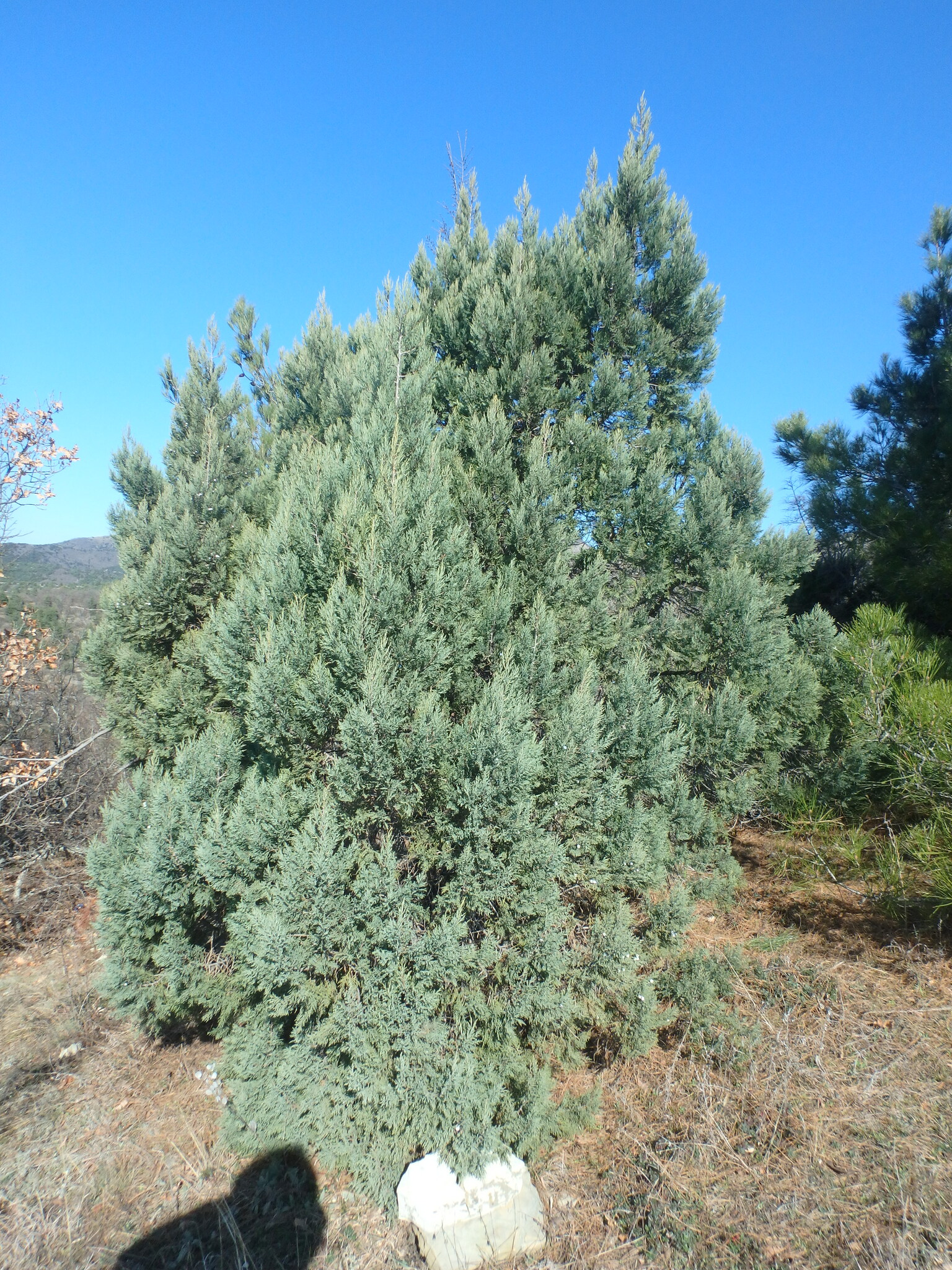 Juniperus excelsa M.-Bieb.