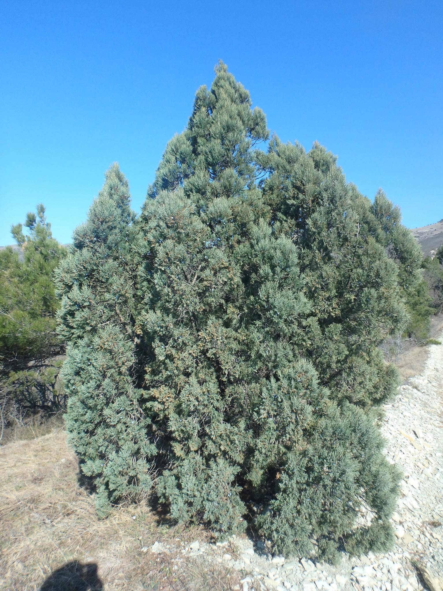 Juniperus excelsa M.-Bieb.