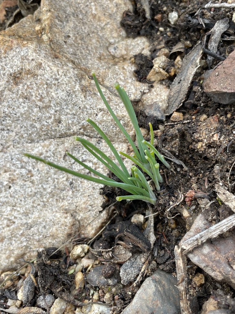 onions from Cleveland National Forest, Riverside, California, United ...
