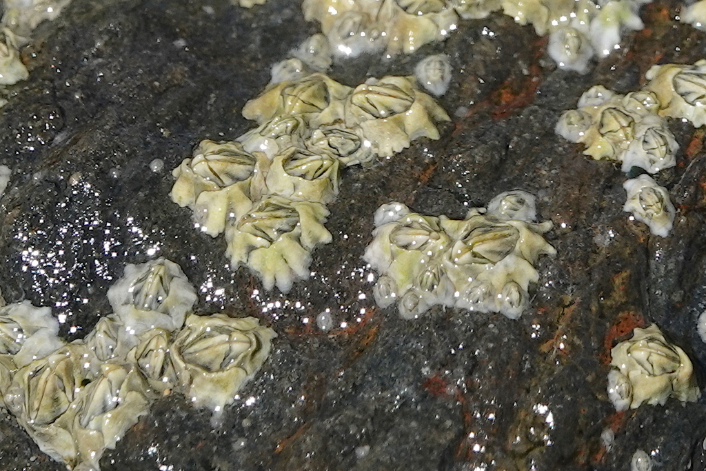 Beaked Barnacle from Maraetai, Auckland, New Zealand on March 2, 2023 ...