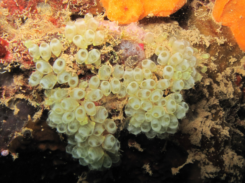 Perophora modificata from Passe S, Mayotte on May 09, 2012 at 08:36 AM ...