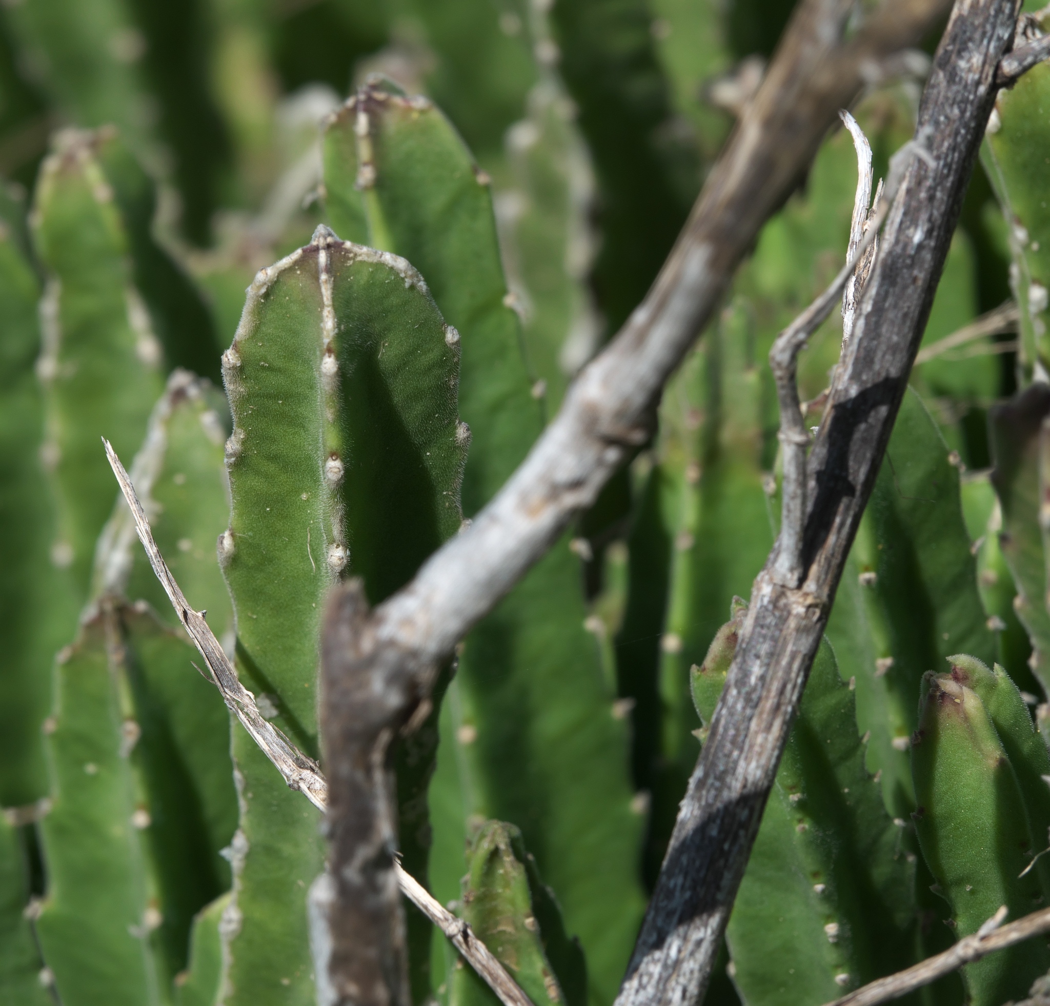 Ceropegia gigantea (N.E.Br.) Bruyns