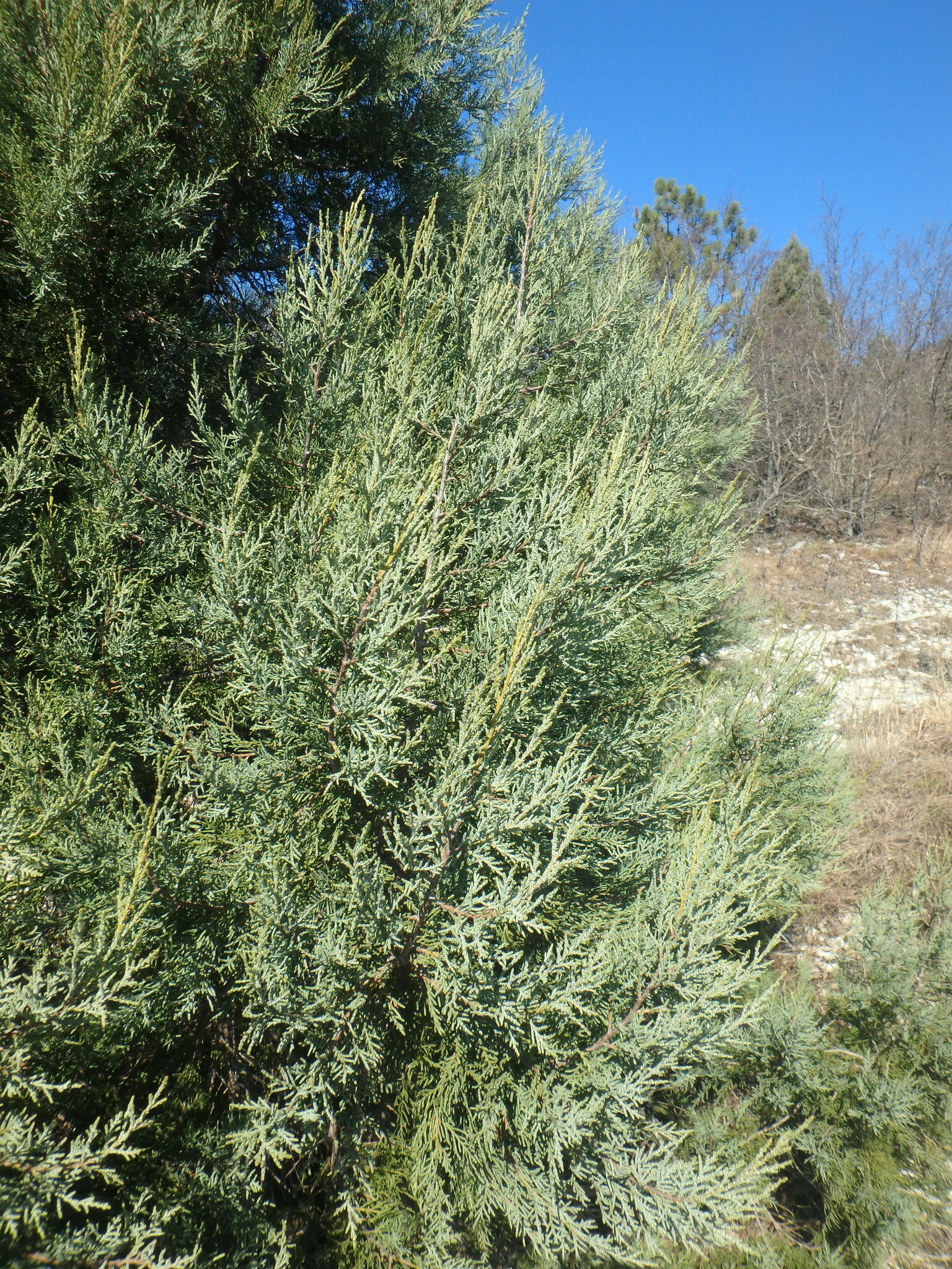 Juniperus excelsa M.-Bieb.