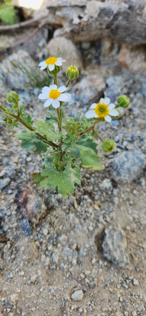 Emory's rockdaisy from Phoenix, AZ 85042, USA on March 10, 2023 at 08: ...