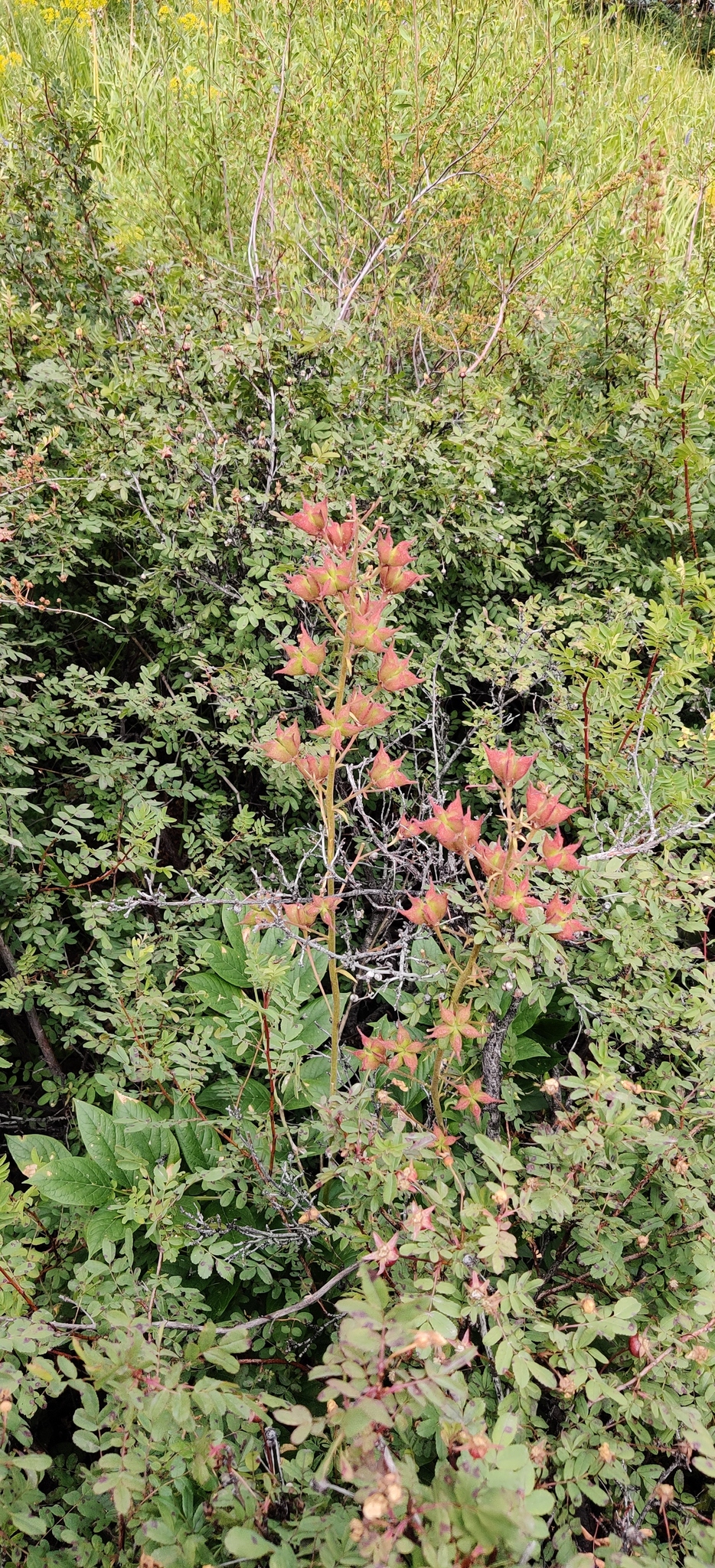 Dictamnus angustifolius G.Don ex Sweet