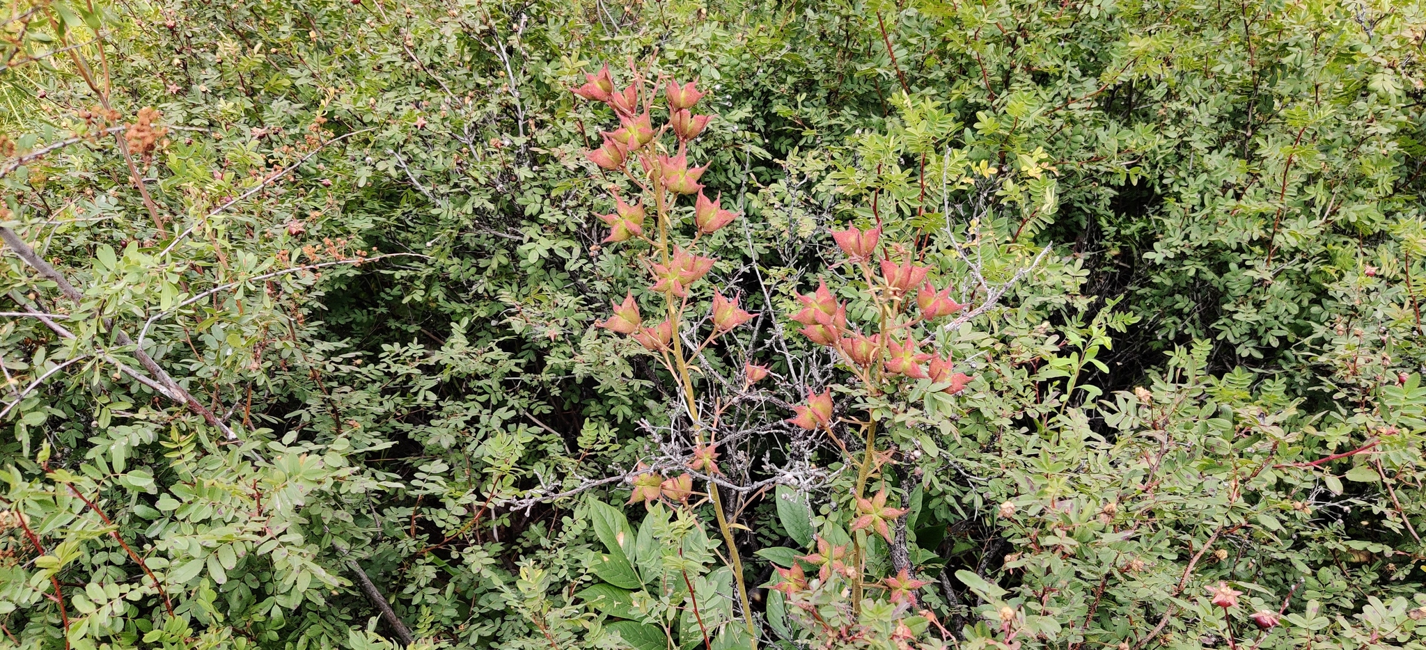 Dictamnus angustifolius G.Don ex Sweet