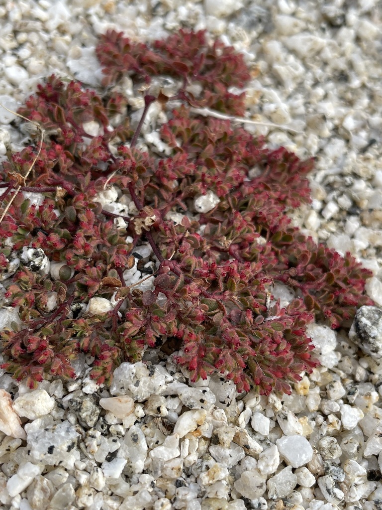 Yuma Sandmat from San Diego, California, United States on February 17 ...