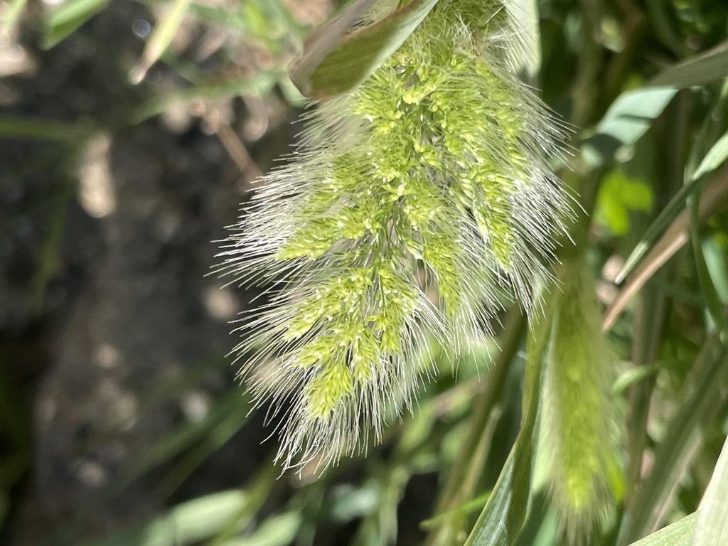 rabbitfoot grass from Catalina Foothills, AZ, USA on March 10, 2023 at ...