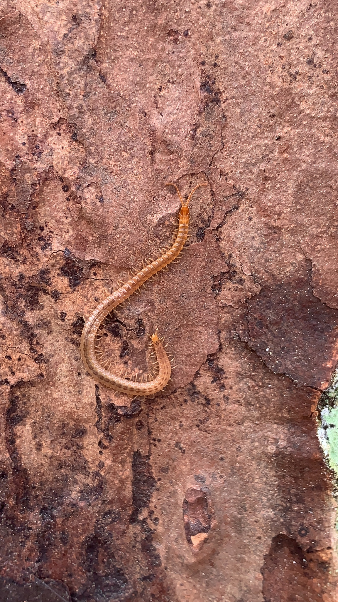 Geophilus vittatus Rafinesque, 1820