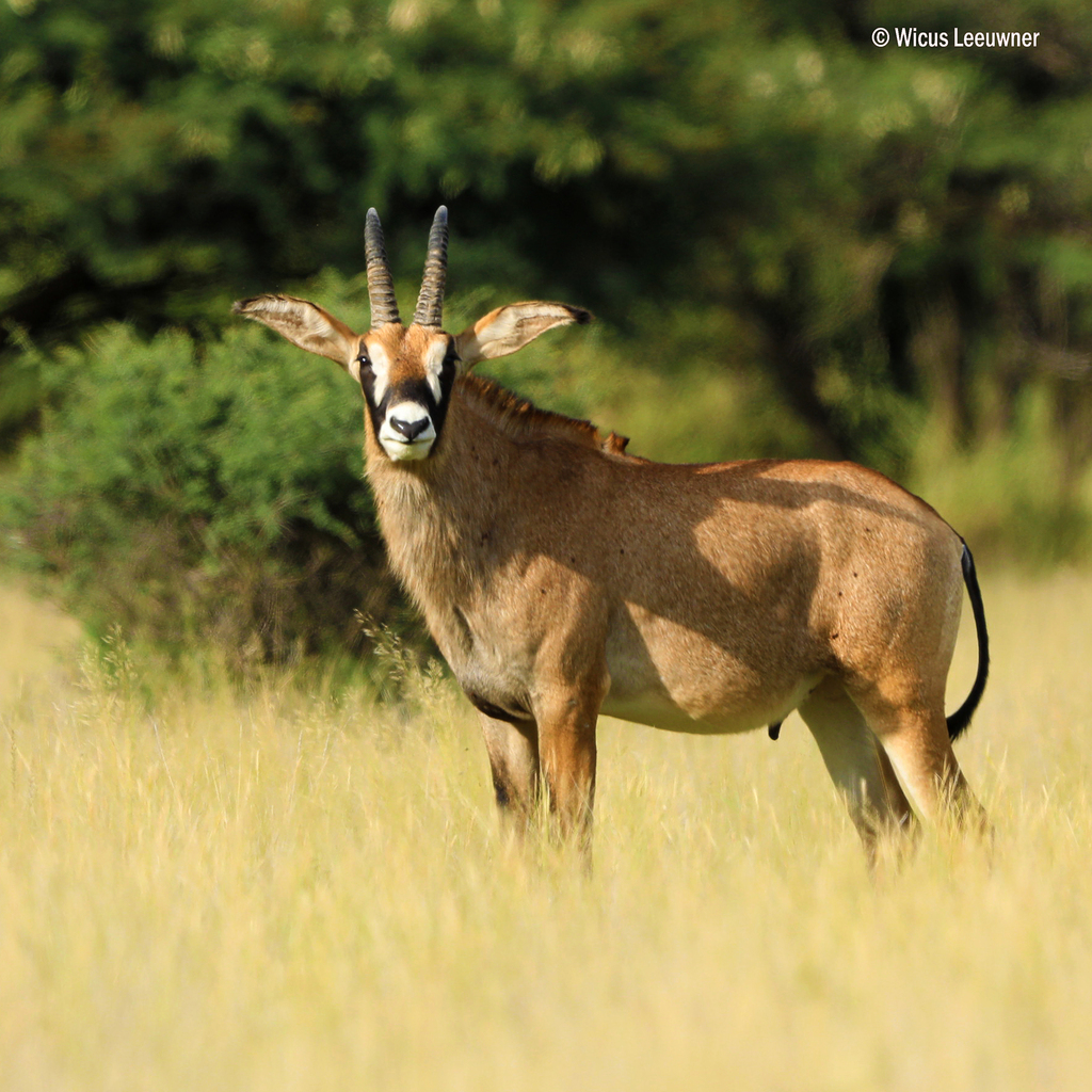 Southern Roan Antelope from Pixley ka Seme District Municipality, South ...