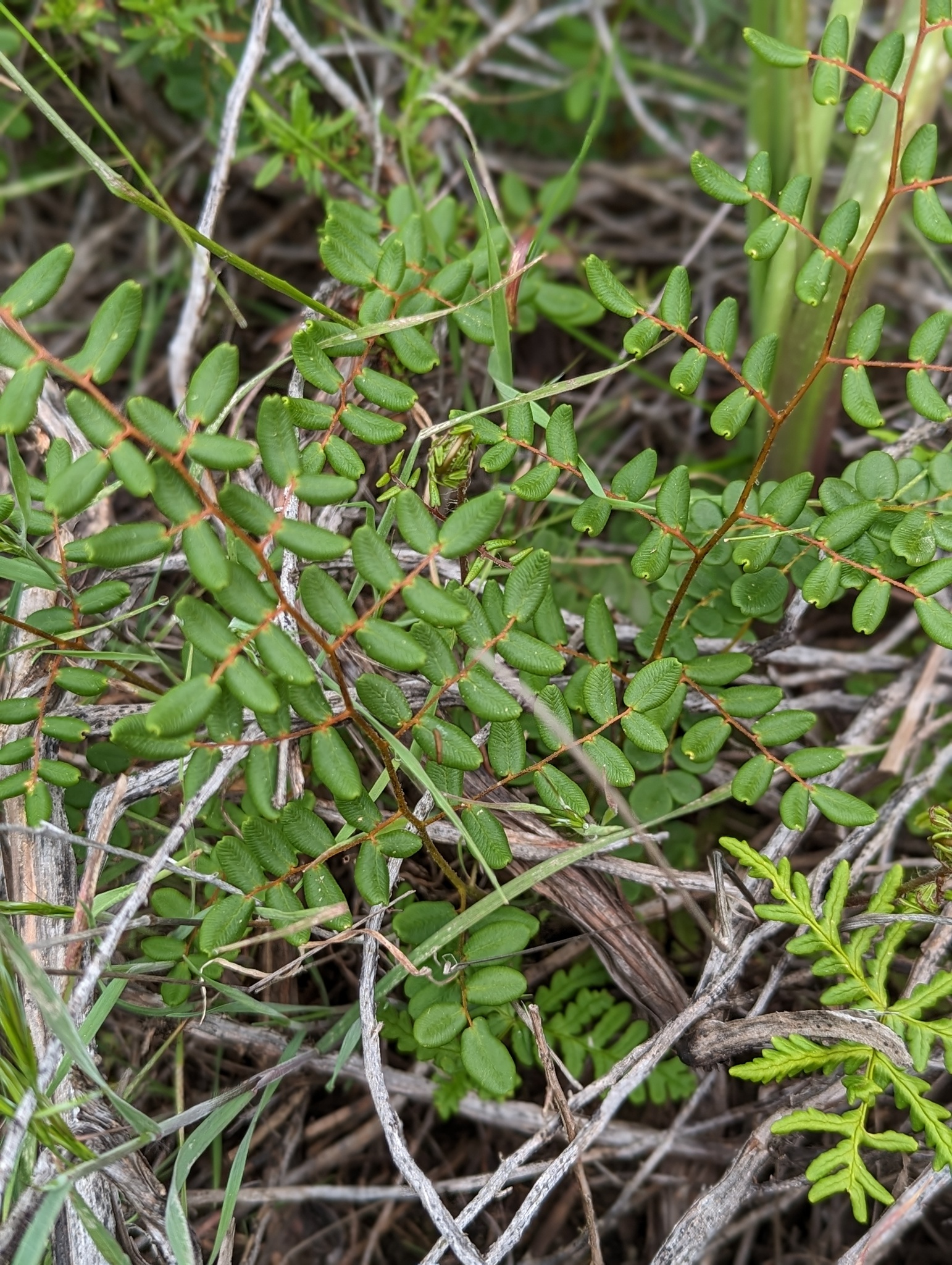 Pellaea andromedifolia var. pubescens D.C.Eaton