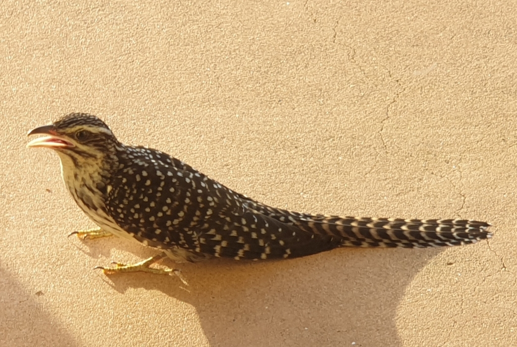 Long-tailed Koel in March 2023 by juditgee. Stunned after smashing into ...