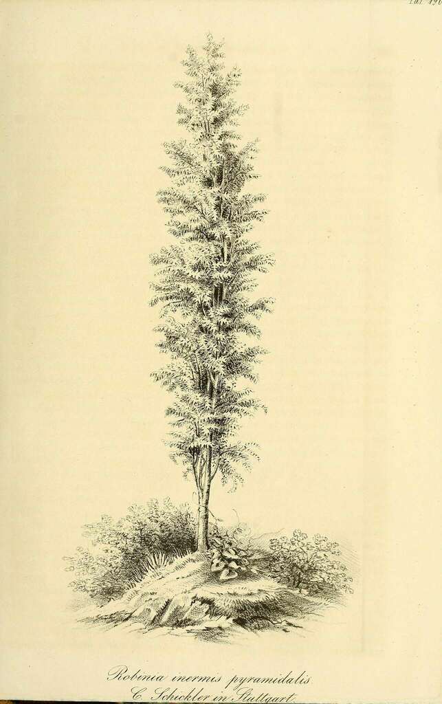Black Locust (Indiana Pesticide Plants) · iNaturalist