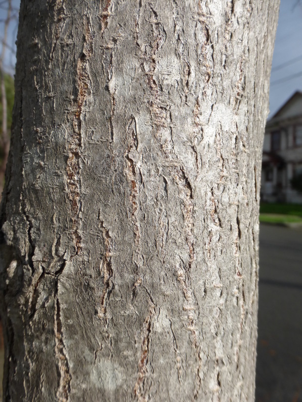 Black Locust (Indiana Pesticide Plants) · iNaturalist