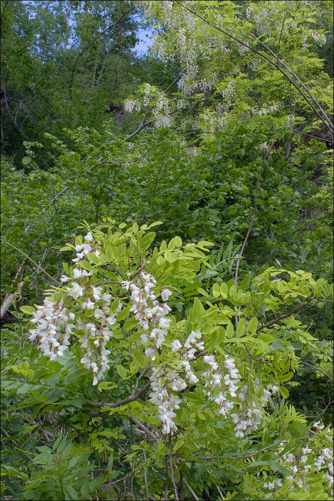 Black Locust (Indiana Pesticide Plants) · iNaturalist