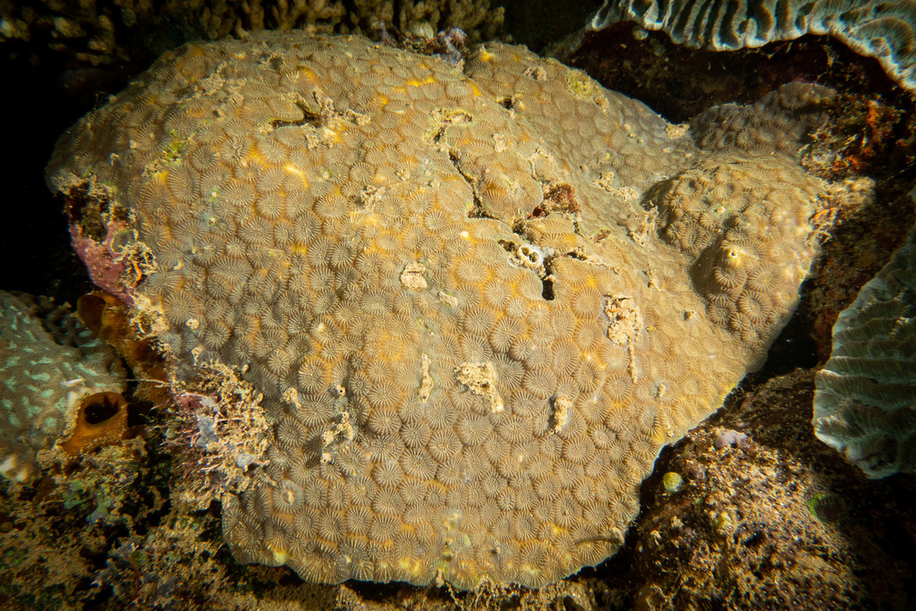 Favites magnistellata in February 2023 by Ingo Rogalla · iNaturalist