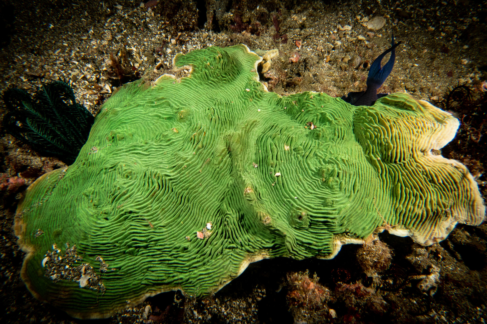 Pachyseris speciosa (Dana, 1846)