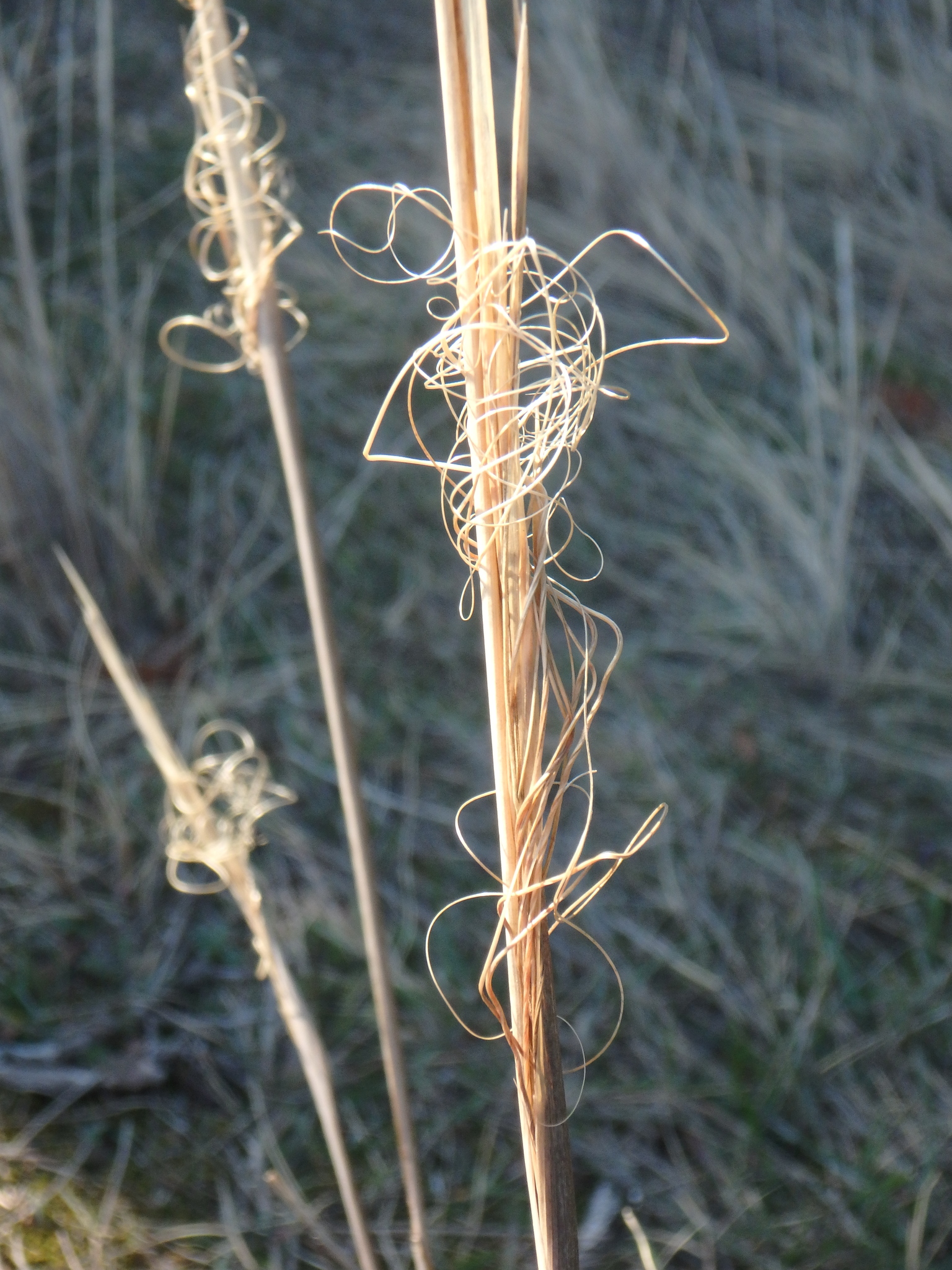 Stipa capillata L.