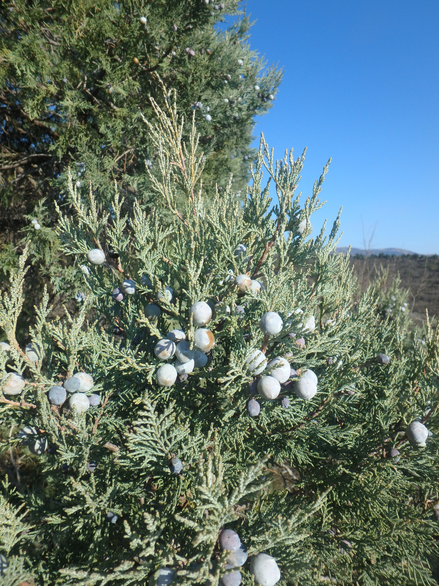 Juniperus excelsa M.-Bieb.