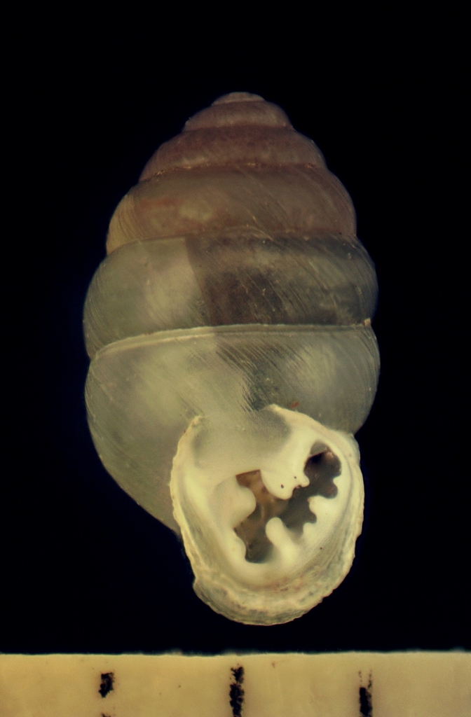 Armed Snaggletooth (Snails of Ontario) · iNaturalist