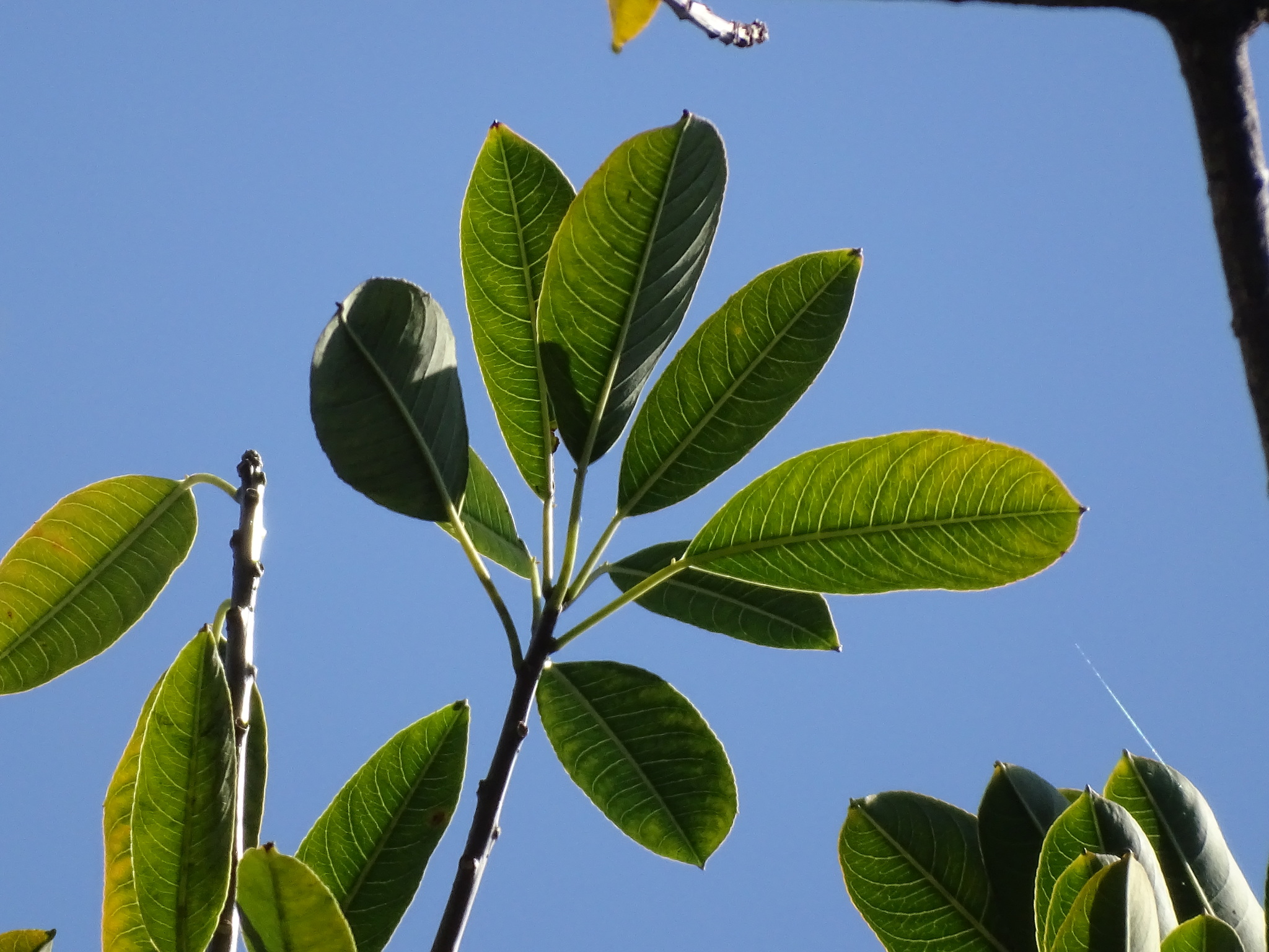 Sapium glandulosum (L.) Morong