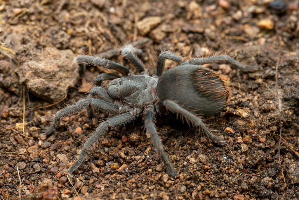 Tucson Bronze Tarantula from Santa Cruz County, AZ, USA on March 9 ...
